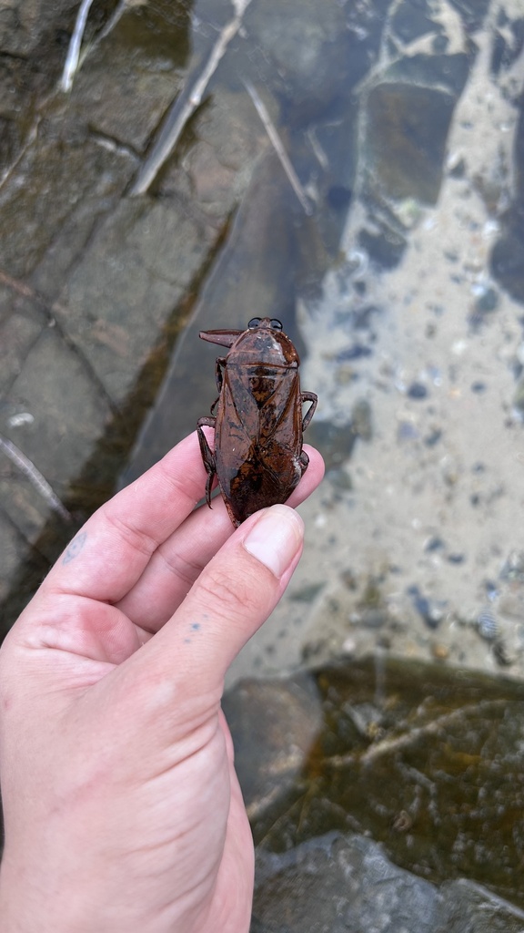 Australian-Asian Giant Water Bug from Yugari Dr, Hastings Point, NSW ...