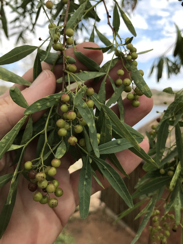 african sumac from Hardap, NA on December 5, 2023 at 04:08 PM by Mick ...