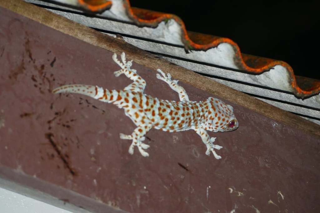 Tokay Gecko from 5, Tambon Lam Kaen, Amphoe Thai Mueang, Chang Wat ...