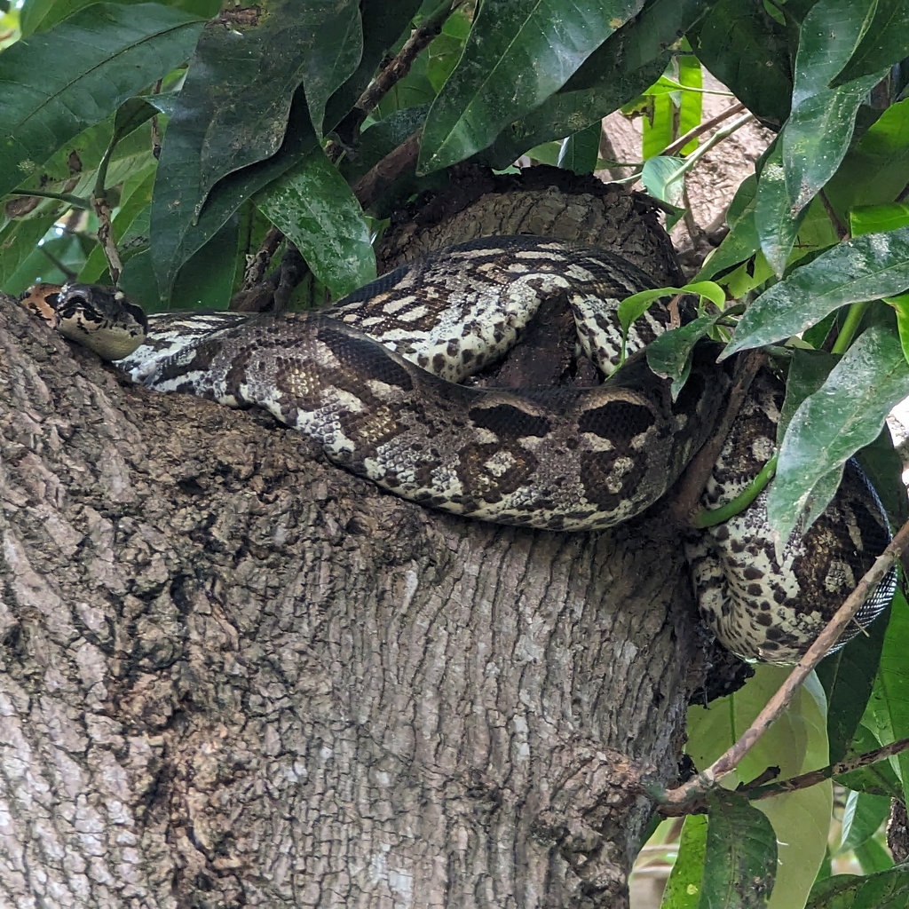 Madagascar Ground Boa from Ankazomenavony, Madagascar on December 3 ...