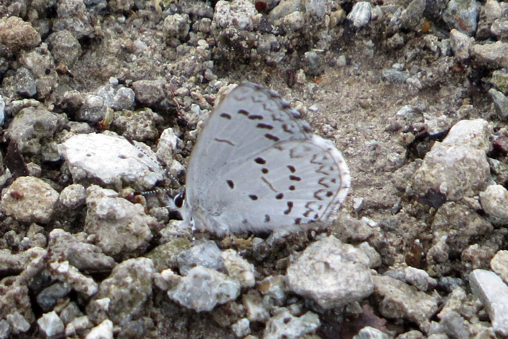 Spring Azure from Edgemere, MD 21219, USA on April 17, 2015 at 09:09 AM ...