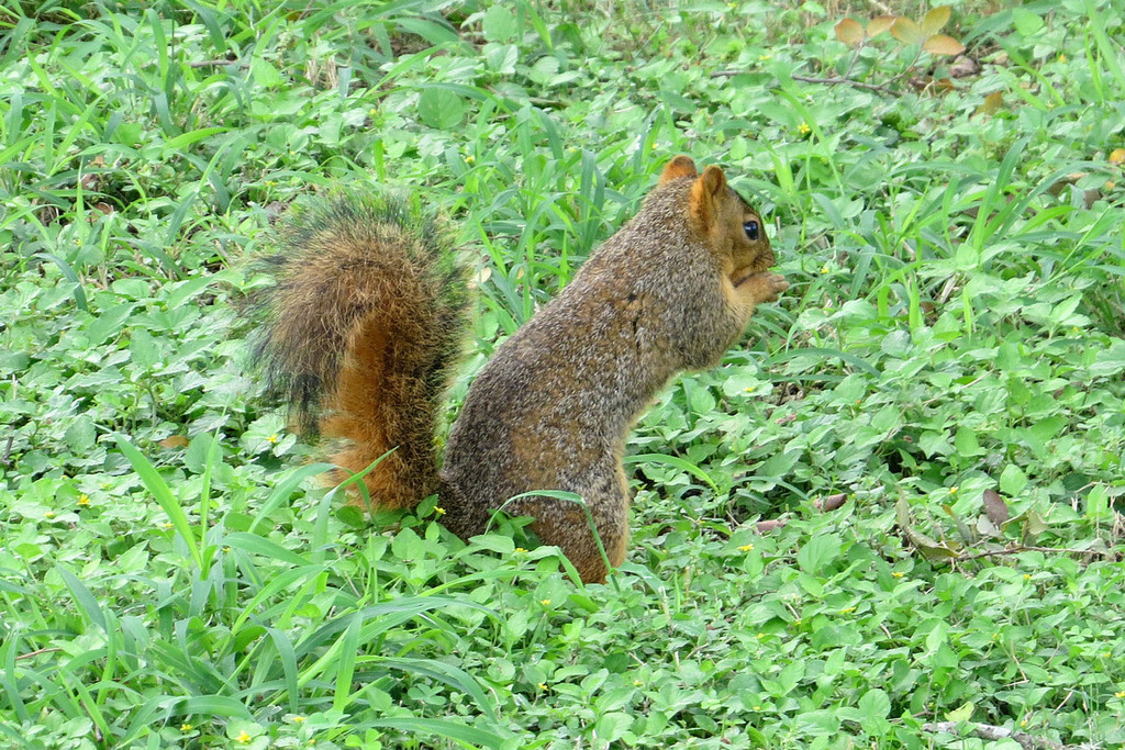 Fox Squirrel from Mission, TX, USA on November 9, 2015 at 11:37 AM by ...