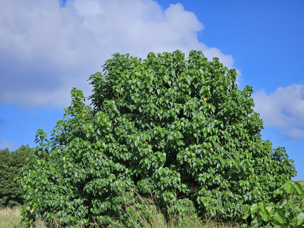 Portia tree from Collectivité de Saint-Martin, Saint-Martin on December ...