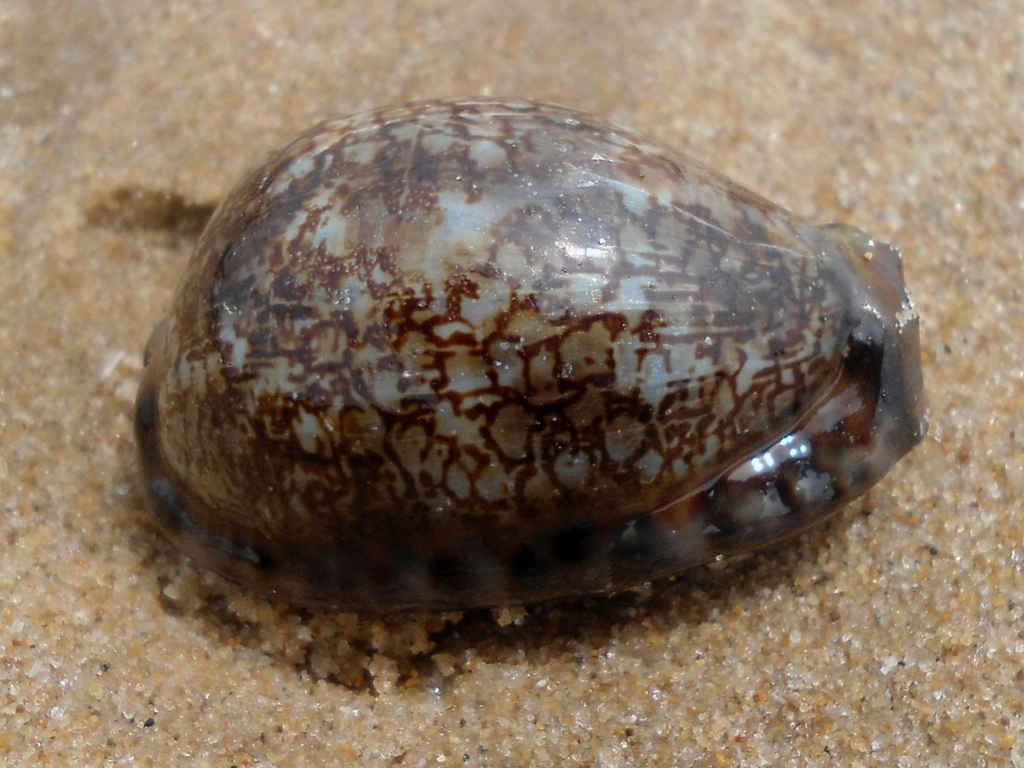 Arabian Cowry from Andhra Pradesh, India on September 14, 2012 at 11:00 ...