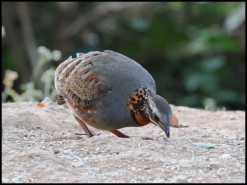 Rufous-throated Partridge from Sukha, Uttarakhand, India on November 13 ...