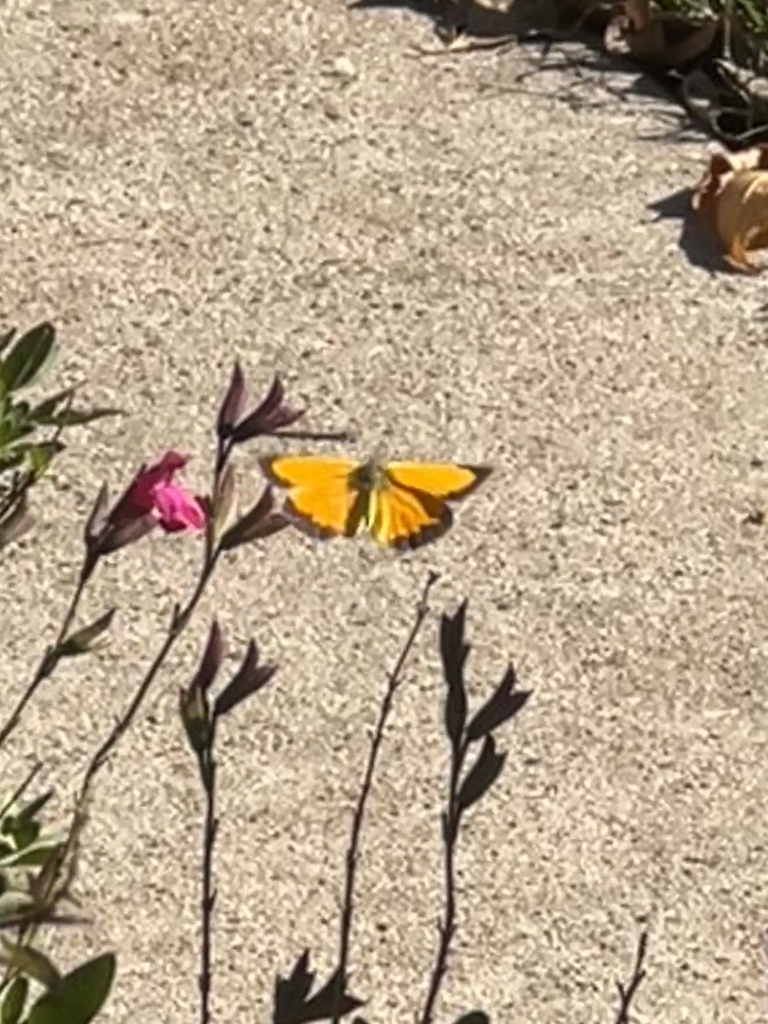 Sleepy Orange from Ruth Rd, Richland Hills, TX, US on December 5, 2023 ...