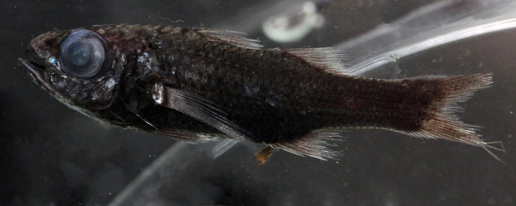 Oceanic Basslets (Howellidae) - Marine Life Identification