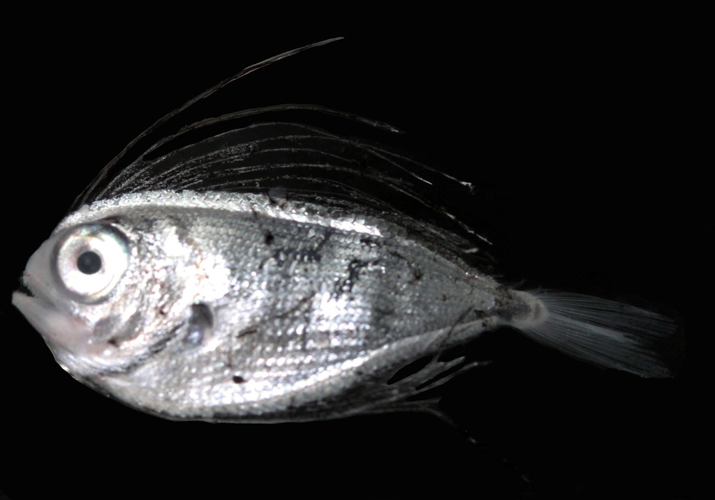 Atlantic Fanfish on March 30, 2014 at 04:47 AM by peterraskmoller ...