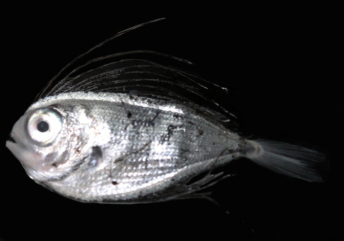 Atlantic Fanfish (Pteraclis carolinum) · iNaturalist