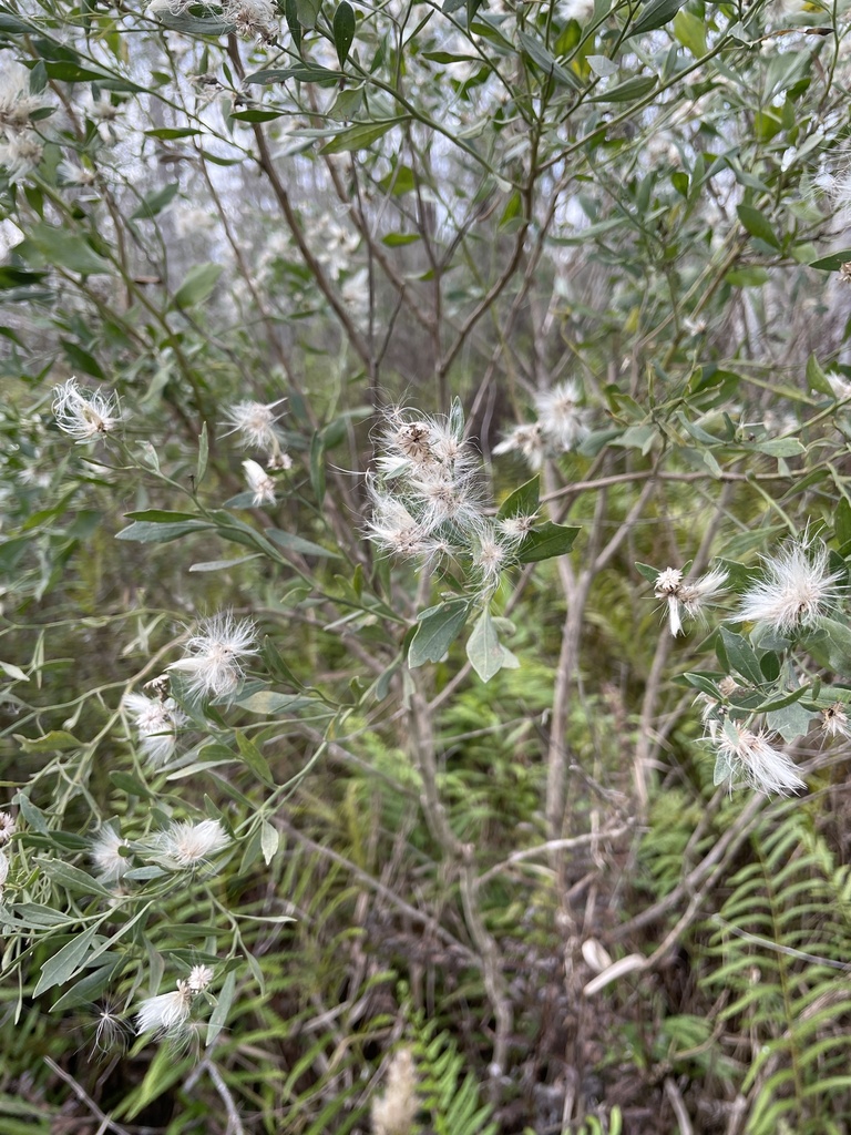 groundsel tree from Davenport, FL, US on December 5, 2023 at 03:13 PM ...