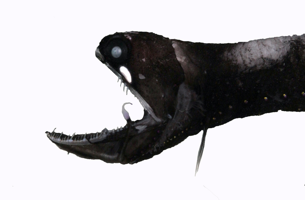 Fleshyfin Dragonfish (Photonectes parvimanus) – Marine Life Identification