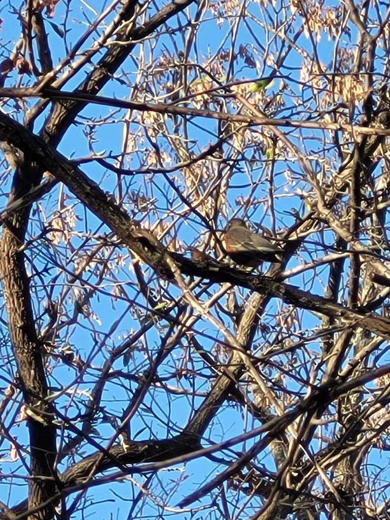 American Robin from Tulsa, OK 74132, USA on December 4, 2023 at 02:41 ...