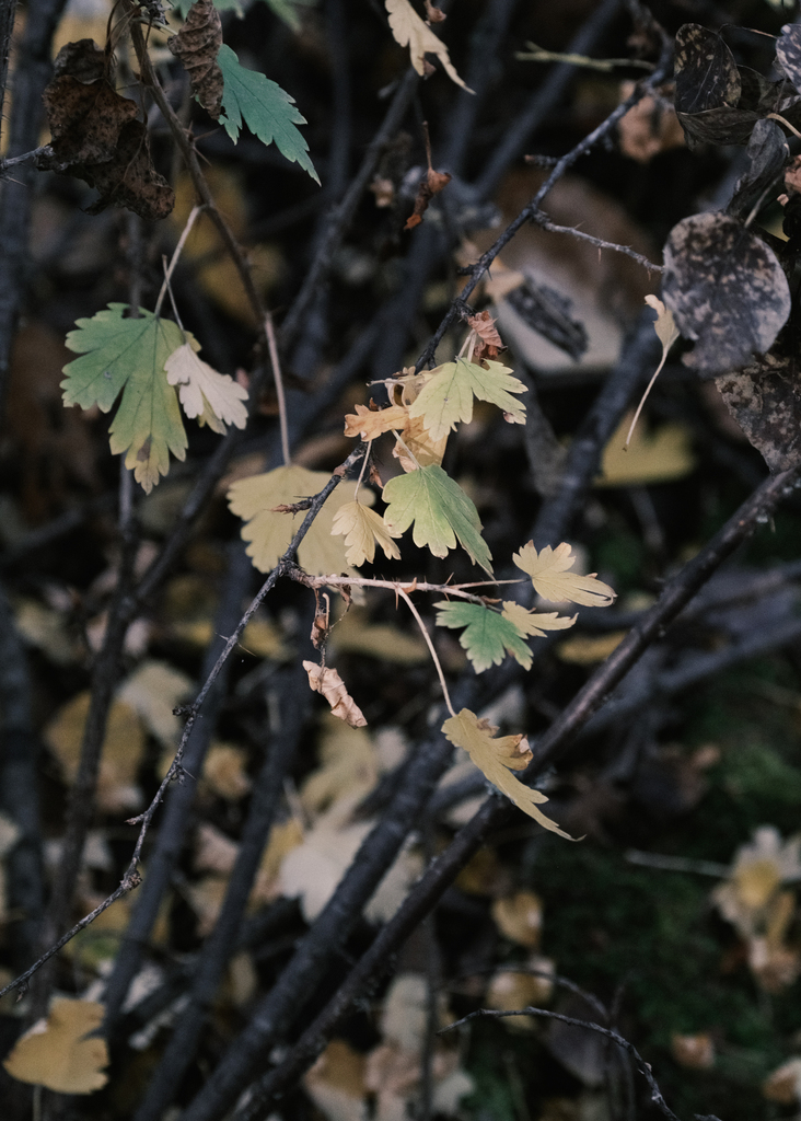 Canadian gooseberry from Southwest Calgary, Calgary, AB, Canada on ...