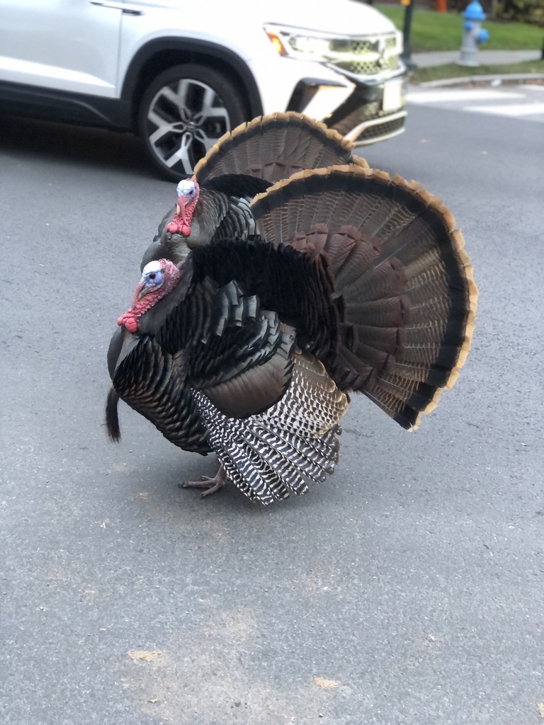 Wild Turkey from Harvard University, Cambridge, MA, US on December 5 ...
