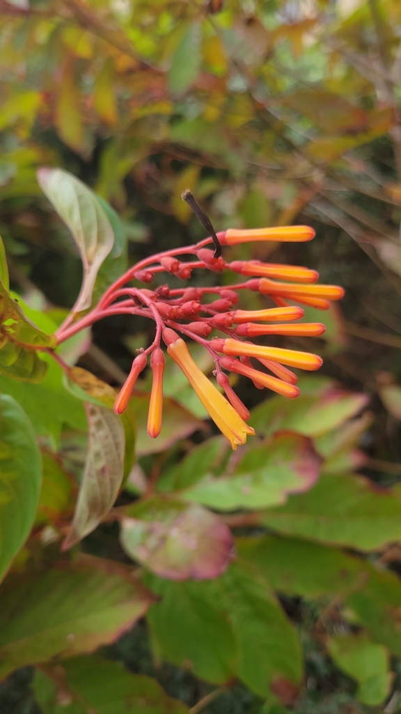 Florida firebush from Cape Coral, FL 33914, USA on December 5, 2023 at ...