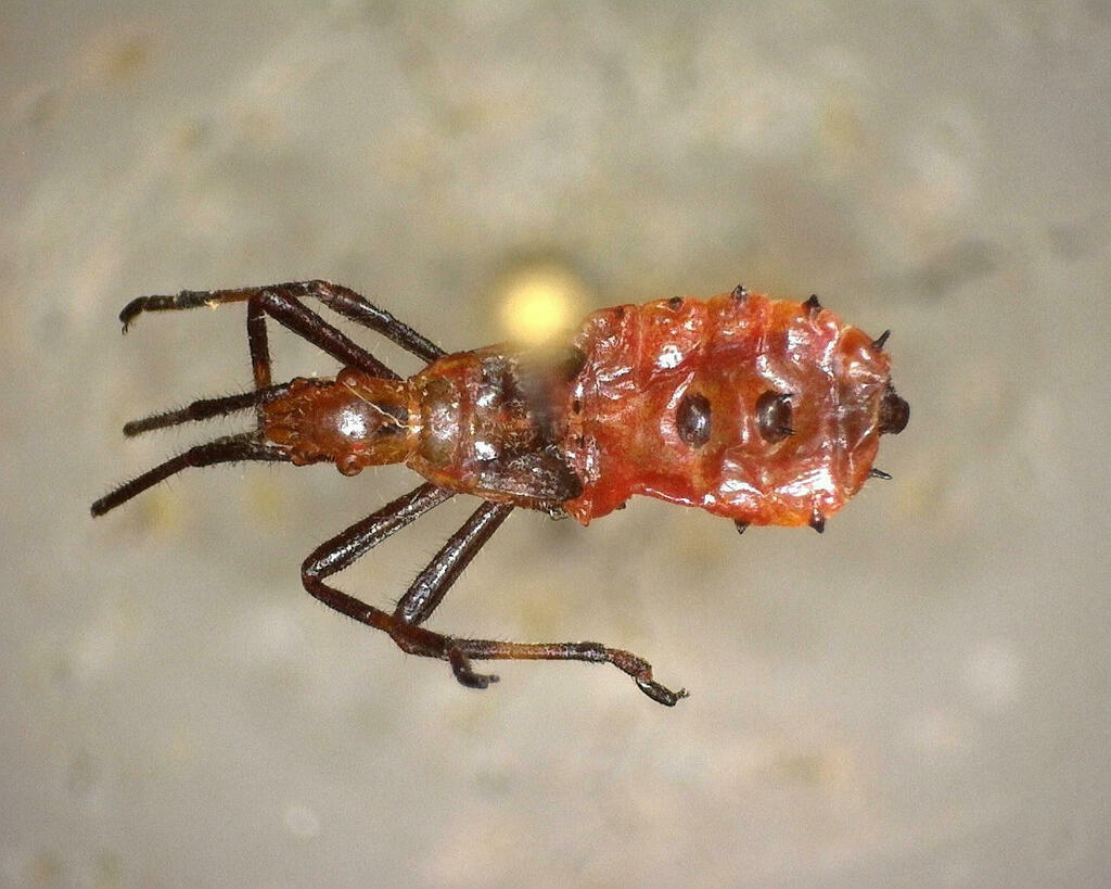 Assassin Bugs from Kimble County, TX, USA on July 27, 2023 at 03:35 PM ...