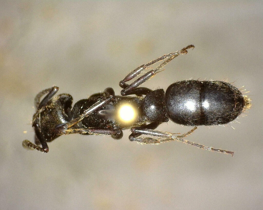 Rapacious Panther Ant from Kimble County, TX, USA on July 27, 2023 at ...
