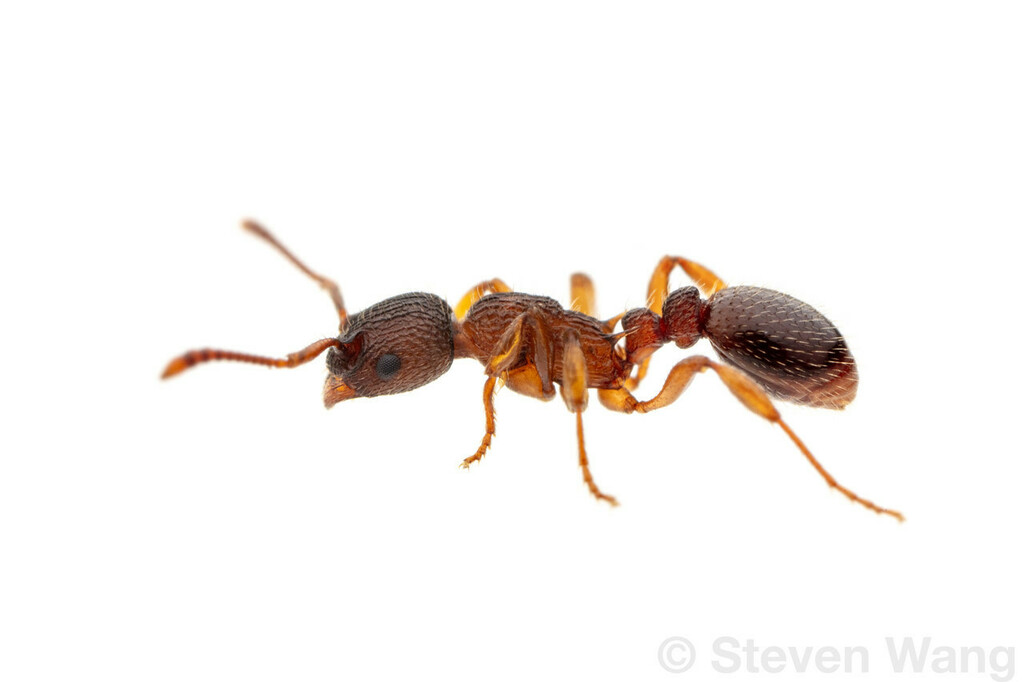 Pine Furrowed Ant from Flanders, NY, USA on June 12, 2023 at 12:38 AM ...