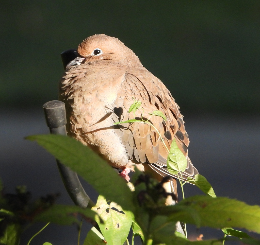 Mourning Dove from Evendale, OH, USA on November 2, 2023 at 10:02 AM by ...