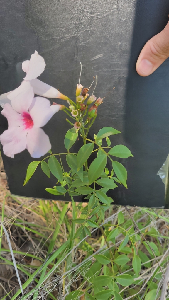 Bower Plant from Kilaben Rd after Barina Ave, Kilaben Bay NSW 2283 ...