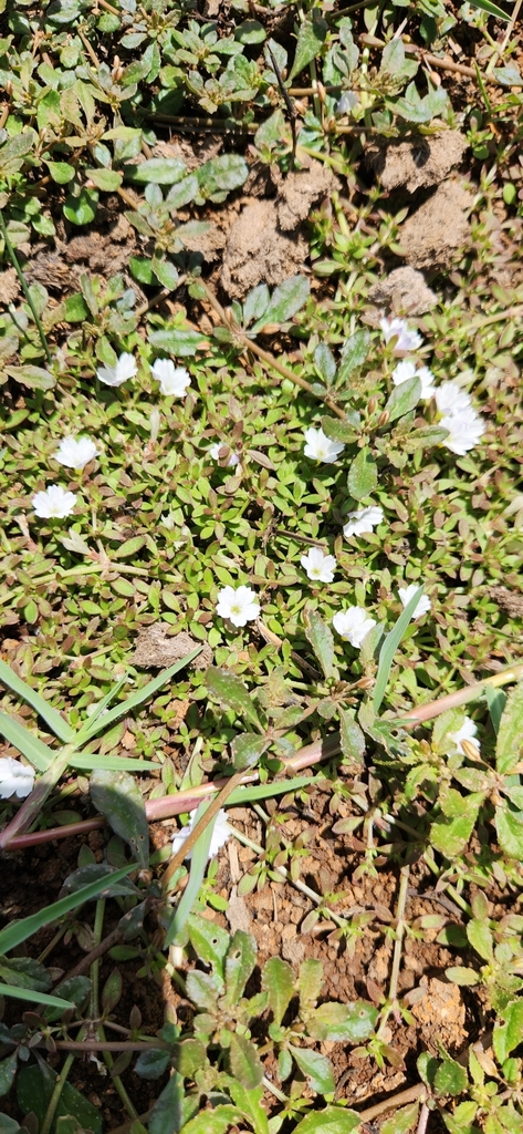 Creeping Dentella from Bucca QLD 4670, Australia on December 6, 2023 at ...
