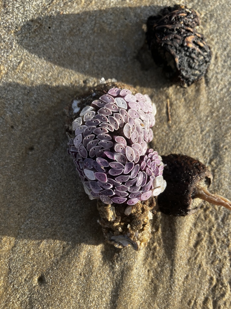 Animals from Wilsons Promontory National Park, Wilsons Promontory, VIC ...