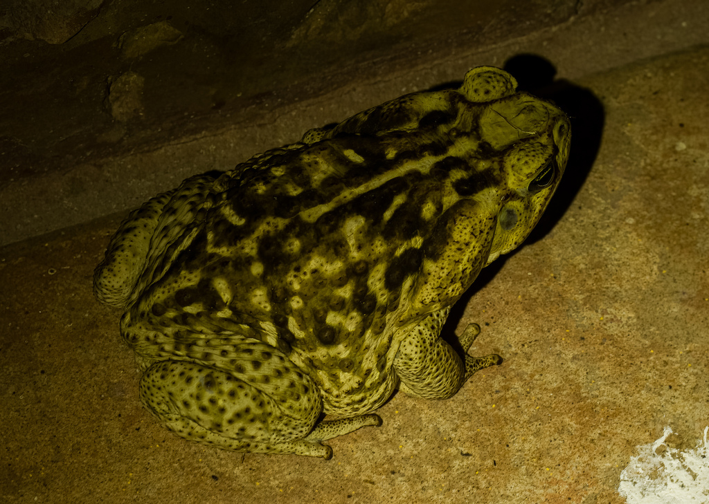 Giant Toad from Cameron County, TX, USA on November 9, 2023 at 10:18 PM ...