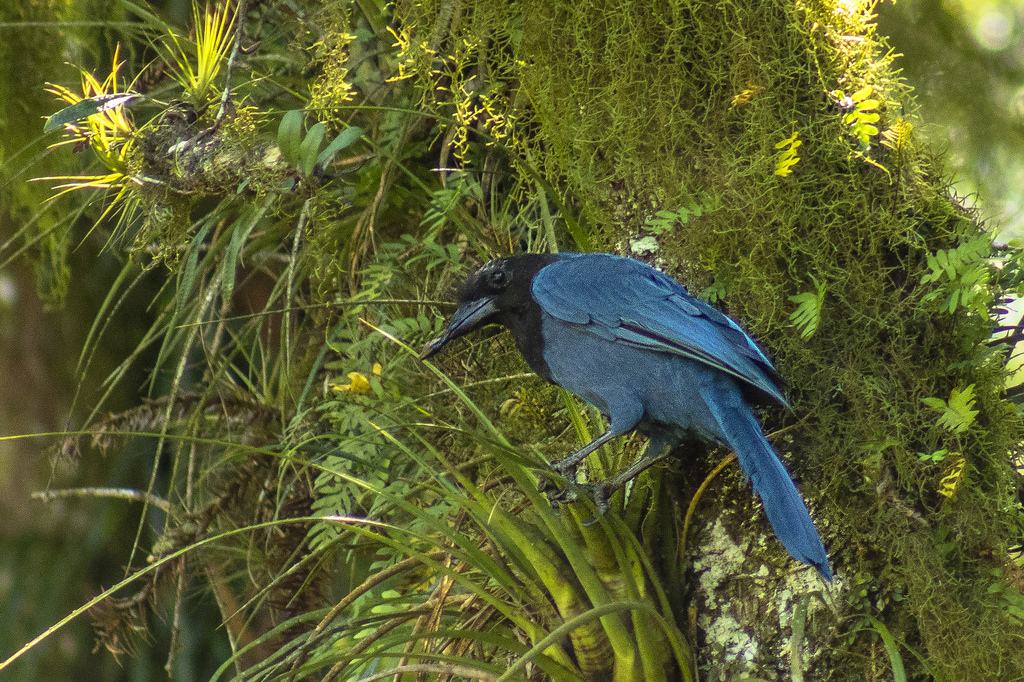 Azure Jay in March 2019 by Arthur Alves · iNaturalist