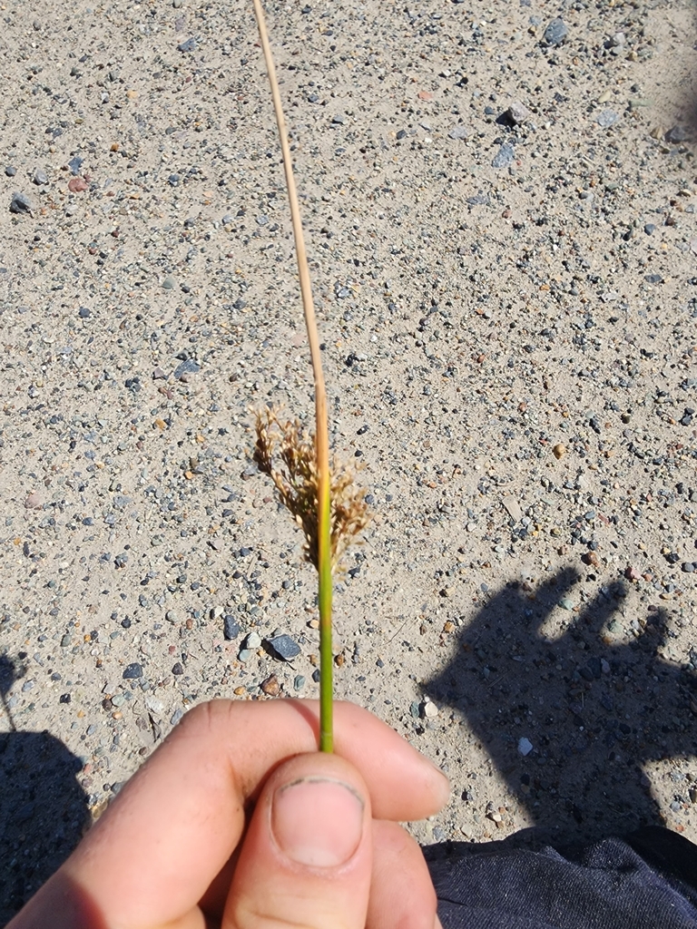 Sea Rush from Colongra NSW 2262, Australia on December 5, 2023 at 09:35 ...