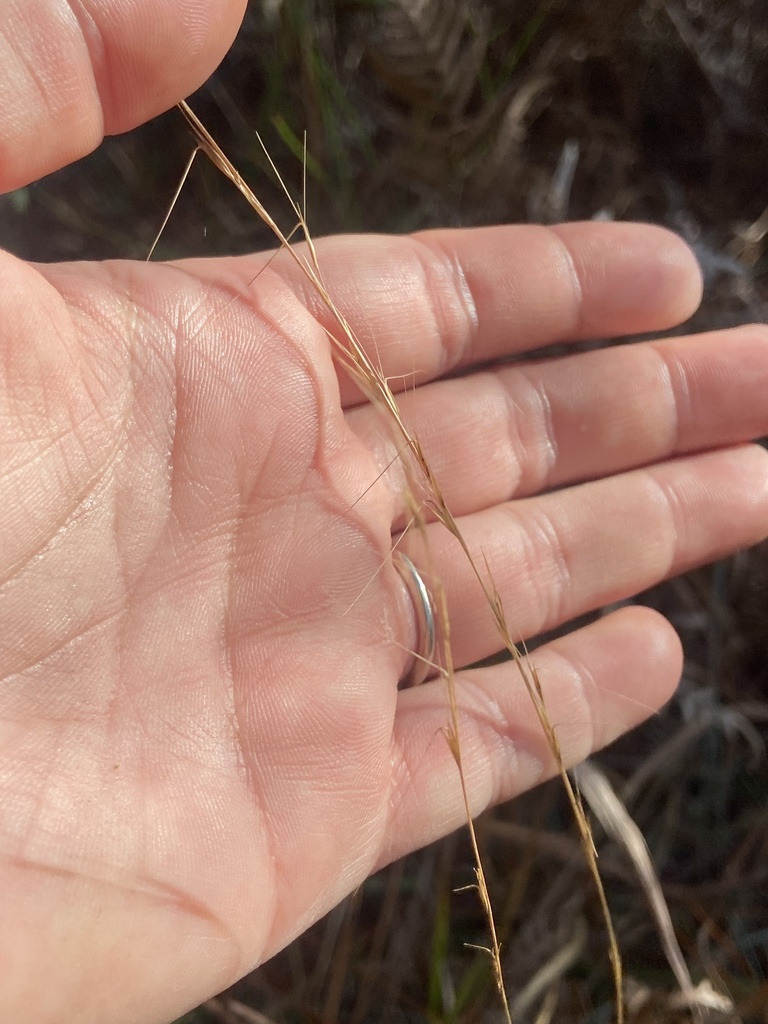 Southern Wiregrass from Ridgeland, SC, US on December 5, 2023 at 02:27 ...