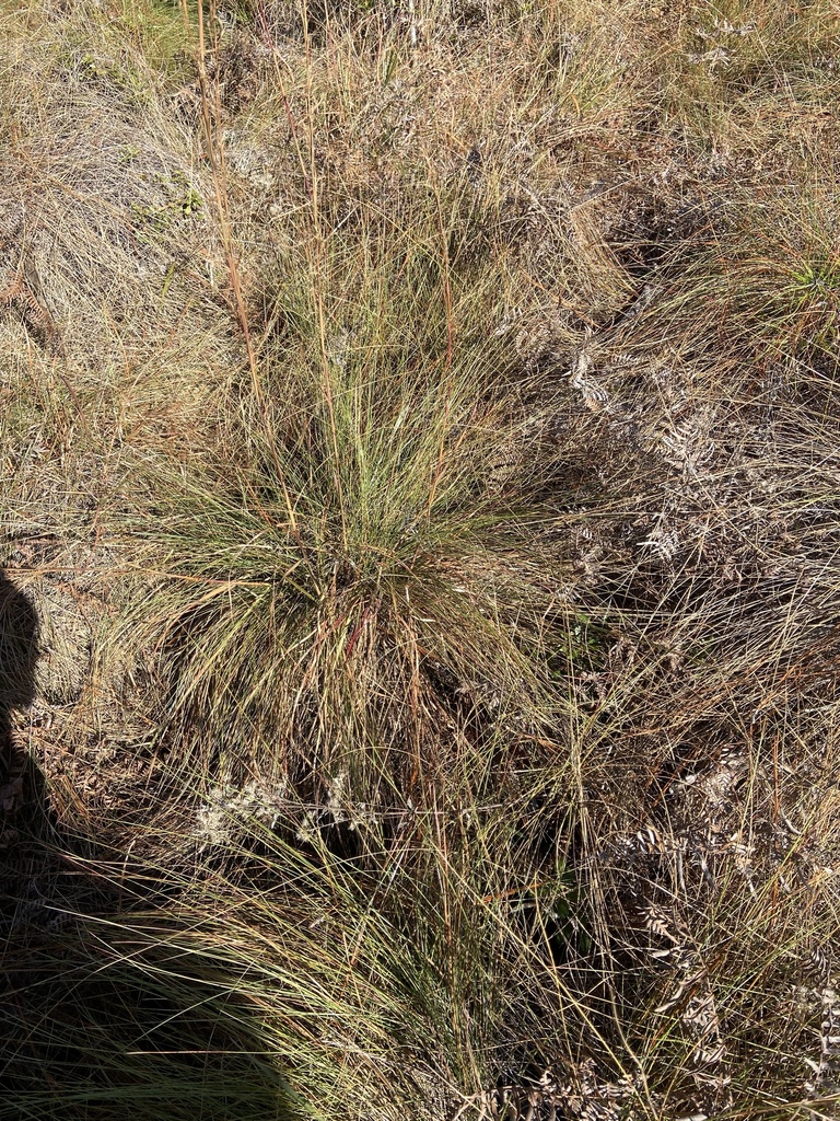 Southern Wiregrass from Ridgeland, SC, US on December 5, 2023 at 12:35 ...