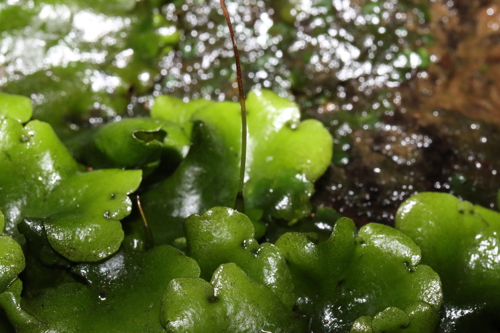 Monoclea gottschei from Chiloé, Los Lagos, Chile on December 3, 2023 at ...