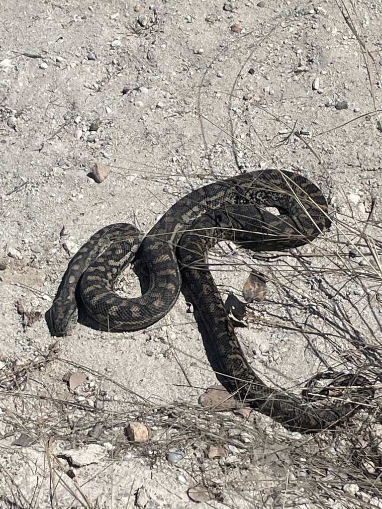 Inland Carpet Python from Yarrie Lake, NSW, AU on September 10, 2023 at ...