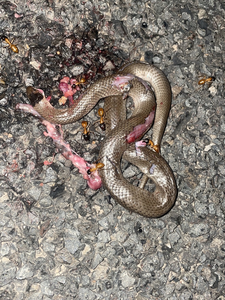 Grey Snake from Wee Waa, NSW, AU on January 19, 2023 at 11:33 PM by ...
