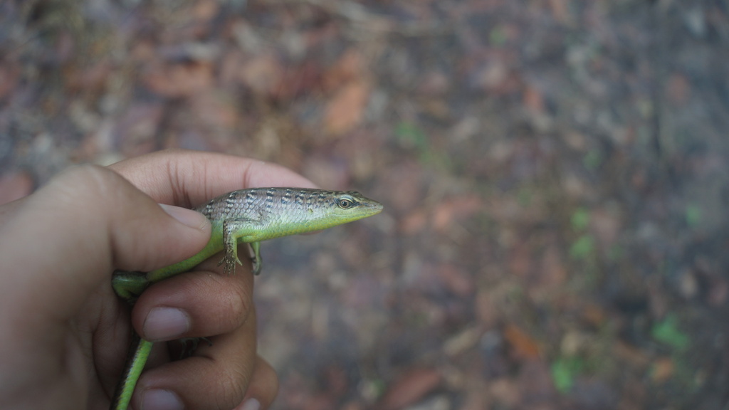 Olive Dasia from North Kayong Regency, West Kalimantan, Indonesia on ...