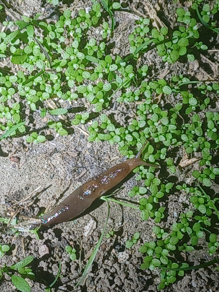 Chestnut Slug from Norwalk, CA, USA on December 5, 2023 at 06:30 PM by ...