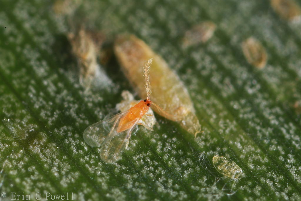 Phantasma Scale from Sebastian, FL, USA on December 5, 2023 at 10:54 AM ...