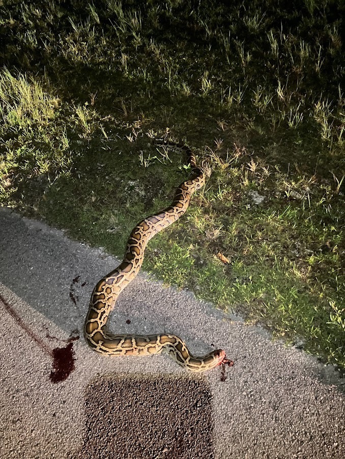 Burmese Python from Big Cypress, FL, USA on June 8, 2023 at 11:21 PM by ...