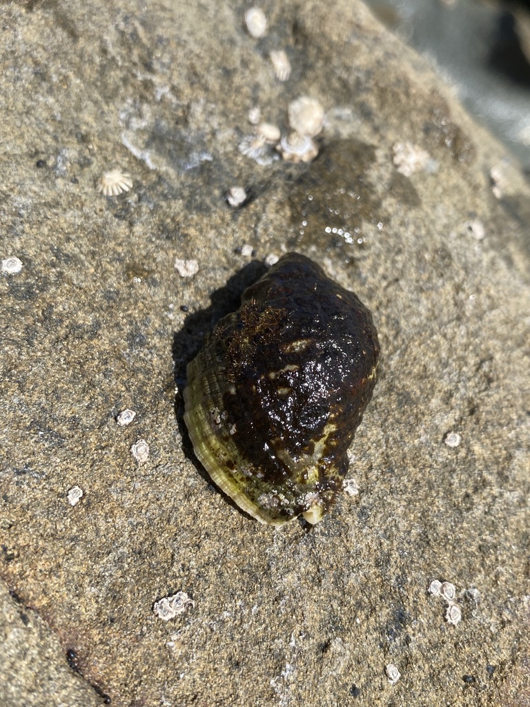Cart-Rut Shell from Bass Strait, Lorne, VIC, AU on December 6, 2023 at ...