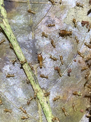 Acanthotermes acanthothorax · iNaturalist