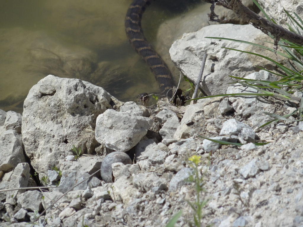 Common Watersnake from The Morton Arboretum, Lisle, IL, US on May 8 ...