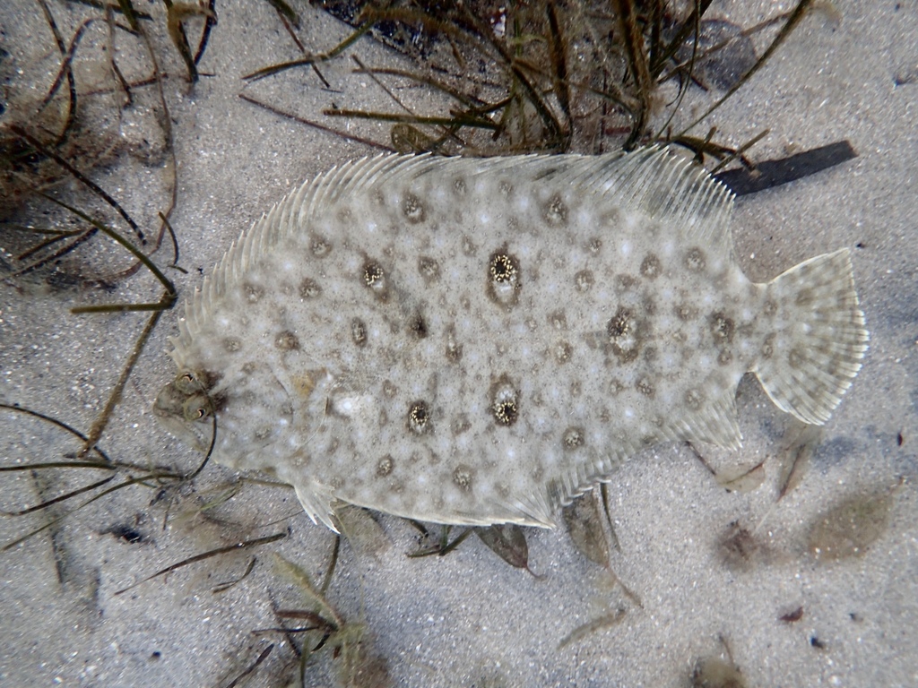 Smalltooth Flounder from Darook Park, Cronulla NSW 2230, Australia on ...