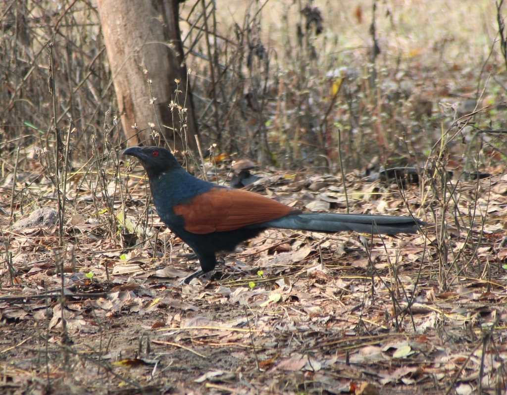 Greater Coucal from Chaurakund, Maharashtra, India on December 1, 2023 ...