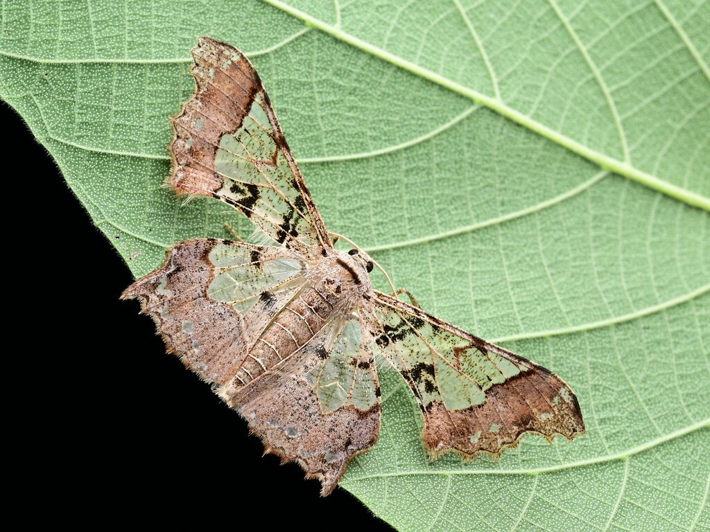 Krananda semihyalina from 中国云南省西双版纳傣族自治州勐腊县 on December 3, 2023 at 11: ...