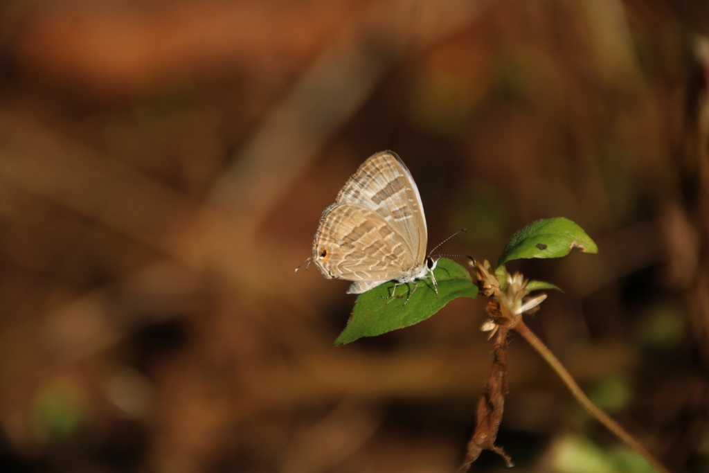 Common Cerulean from Chaurakund, Maharashtra, India on December 3, 2023 ...