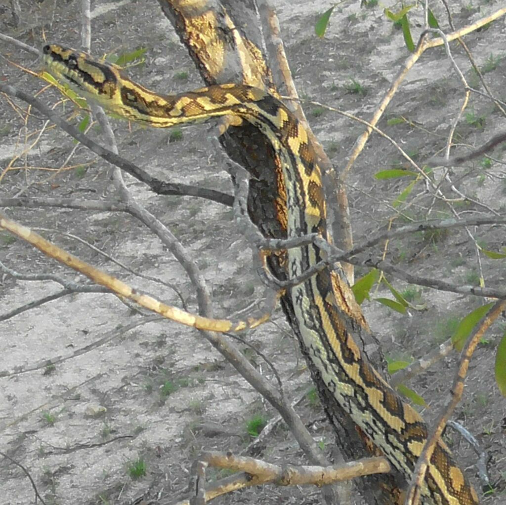 Carpet Python from Watsonville QLD 4887, Australia on December 6, 2023 ...