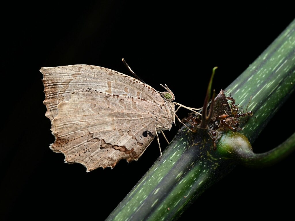 Crenelate Darkwing from 中国云南省西双版纳傣族自治州勐腊县 on November 23, 2023 at 08:40 ...