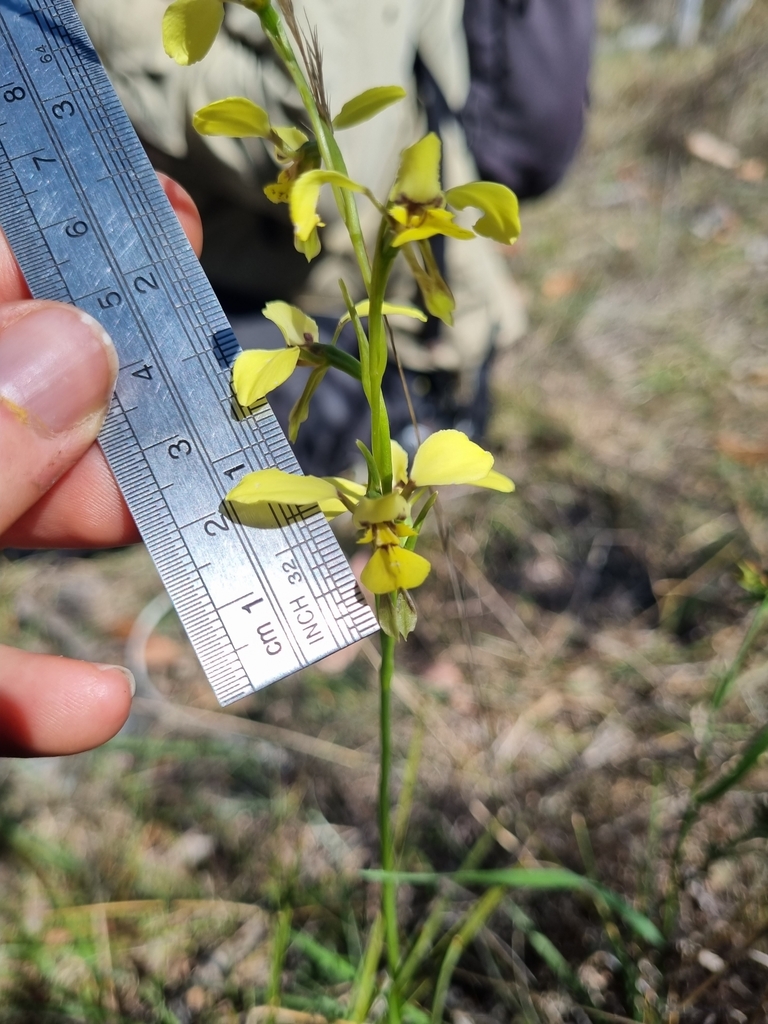 Double Tails from Guyra NSW 2365, Australia on October 14, 2023 at 02: ...