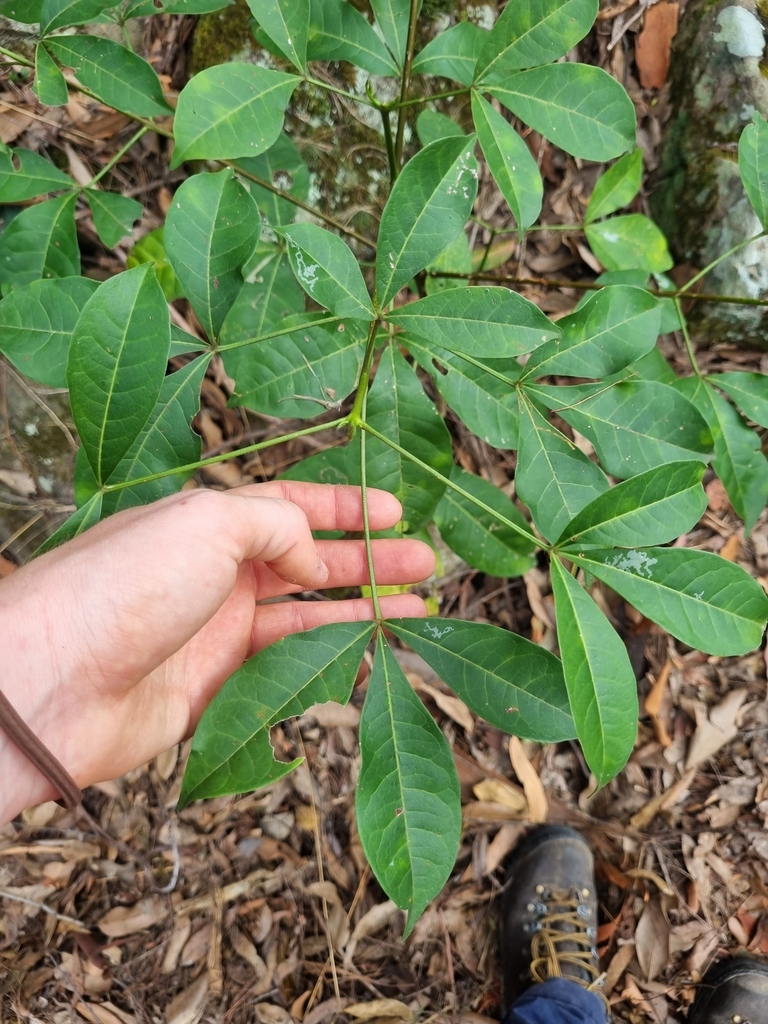 citrus family from Cooranbong NSW 2265, Australia on December 1, 2023 ...