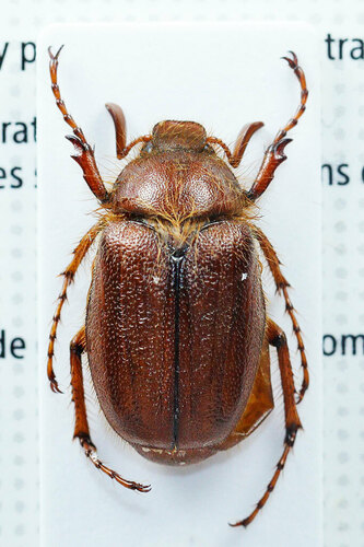 Holochelus aequinoctialis · iNaturalist